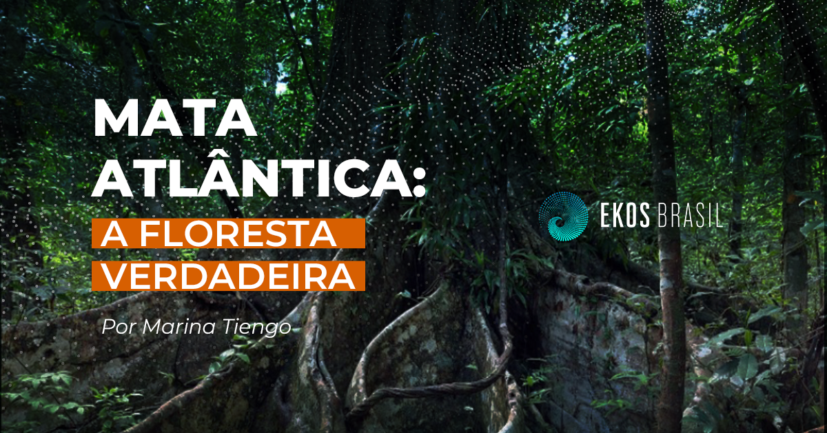 Mata Atlântica: a floresta verdadeira - Ekos Brasil