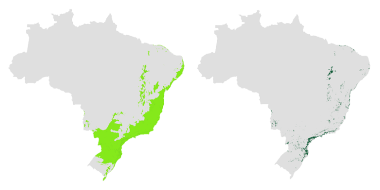 Mata Atlântica: a floresta verdadeira - Ekos Brasil